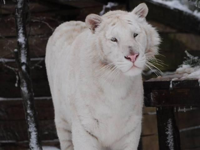 white tiger waterloo