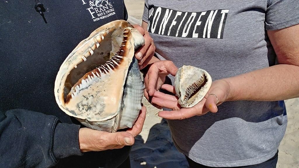 Beach treasure: Massive helmet shell found on Harkers Island