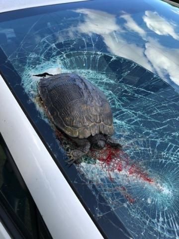 Turtle lands on vehicle's windshield on I-95