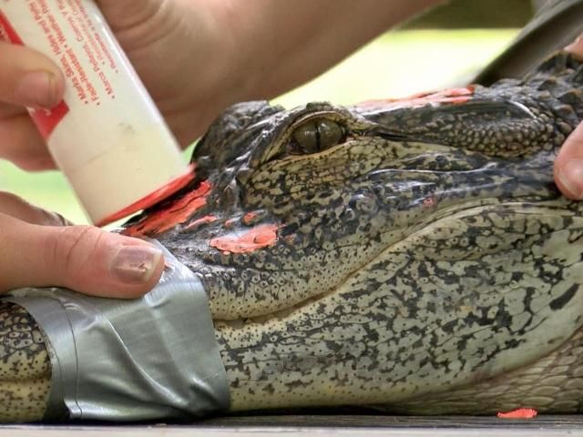 Why are these alligators orange? It's research that will help in the ...