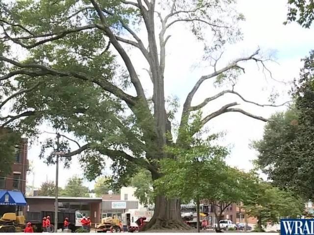 Iconic oak tree in Raleigh comes down