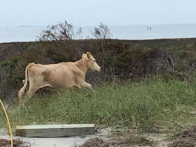 Wild cows who showed up at Cape Lookout after Hurricane Dorian returned ...