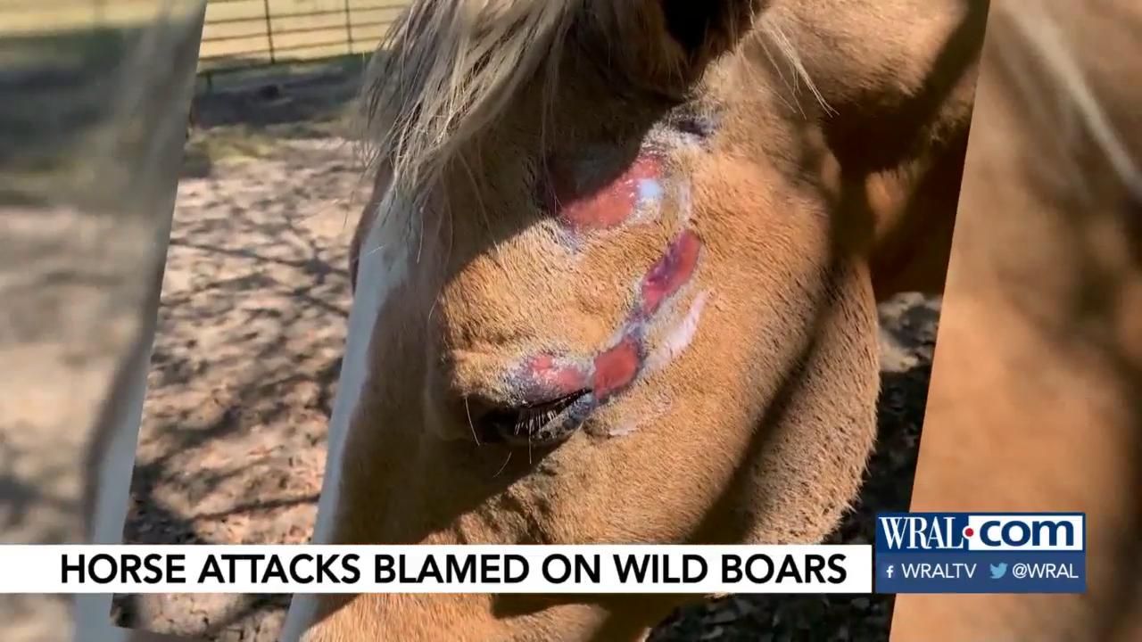 wild stallion attack