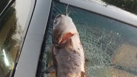 Flying fish? Catfish crashes into driver's windshield