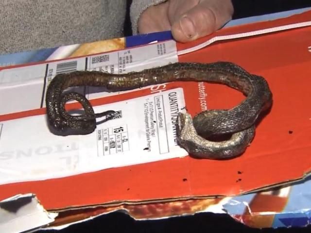 Wake Forest family finds snake in oven while baking pizza