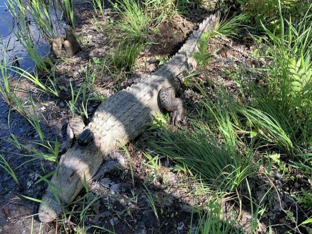 7-foot alligator captured in Wake County pond relocated to southeastern NC