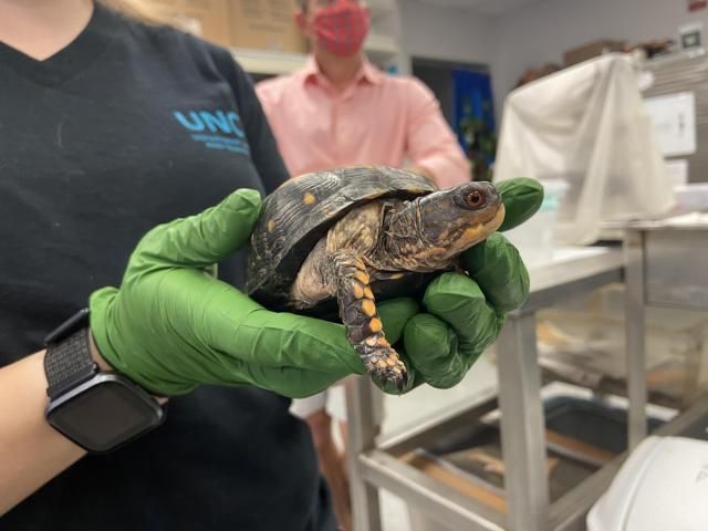 Turtle Rescue Team helping keep North Carolina's turtles thriving