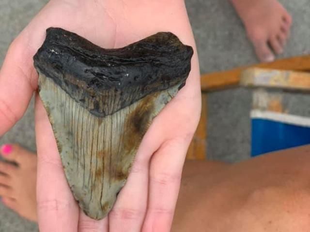 5-year-old finds megalodon shark tooth in North Myrtle Beach