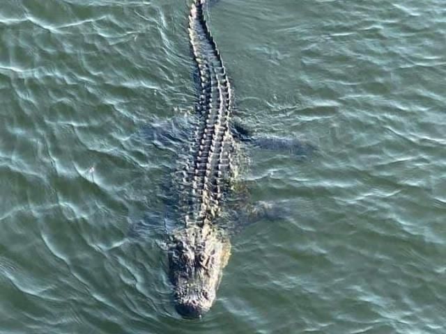 12-foot long alligator surfing waves at Oak Island is 'a regular sight ...