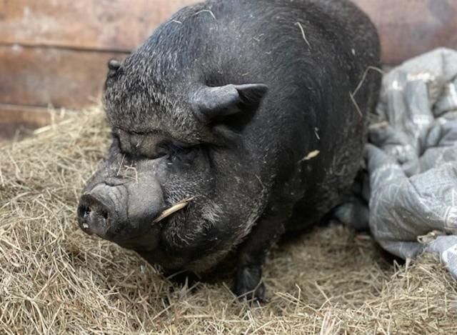 Raleigh animal control finds stray pig near Sunnybrook Road