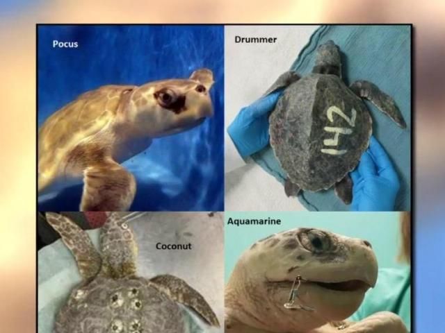 Sea turtles being released back into ocean at Oak Island