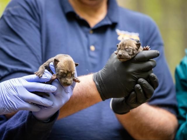 Adorable trio of red wolf pups unveiled at NC Zoo