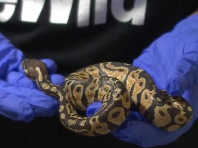 Mushroom forager rescues abandoned baby ball pythons in Durham