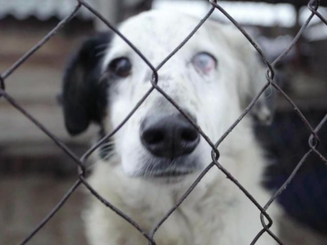 A home for the holidays: Wake animal shelter hosts pre-Christmas ...