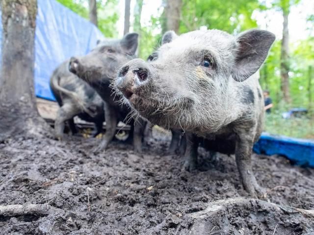 Rescuers work to save 100 pigs from unsafe living conditions in Duplin ...