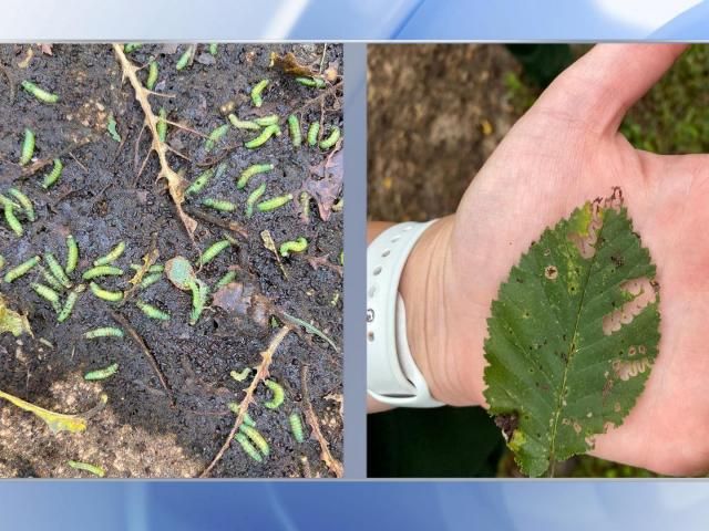 Invasive species that can significantly damage elm trees found in North ...