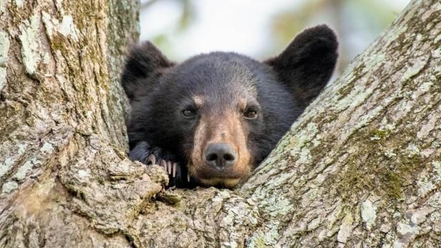 'Take caution:' Black bear sighted in Cary neighborhood