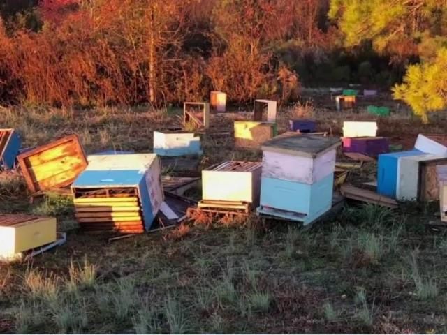 Bear destroys $10,000 worth of beehives belonging to Raleigh bee farmer