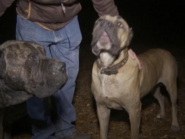 Man returns to farm to find 13 dogs died from dehydration