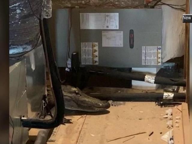 Wilmington home inspector greeted by 8-foot-long alligator in attic
