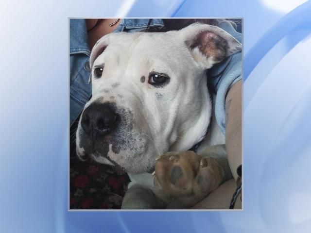 Meatball the pit bull, car stolen in Raleigh