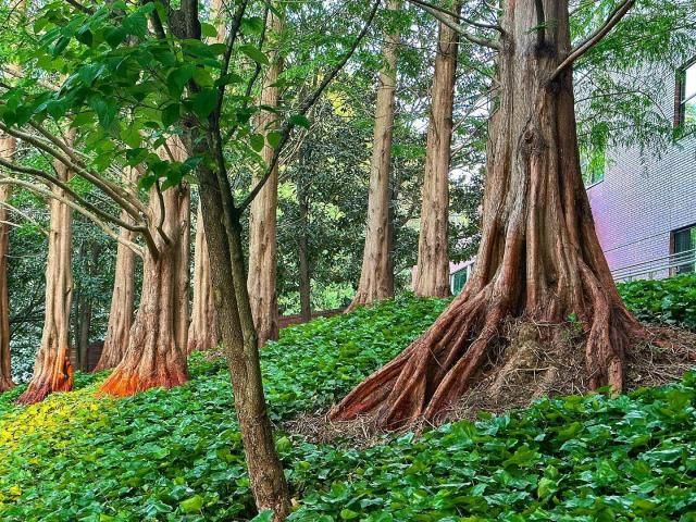 In plain sight: Miniature 'Redwood Forest' hidden in downtown Cary
