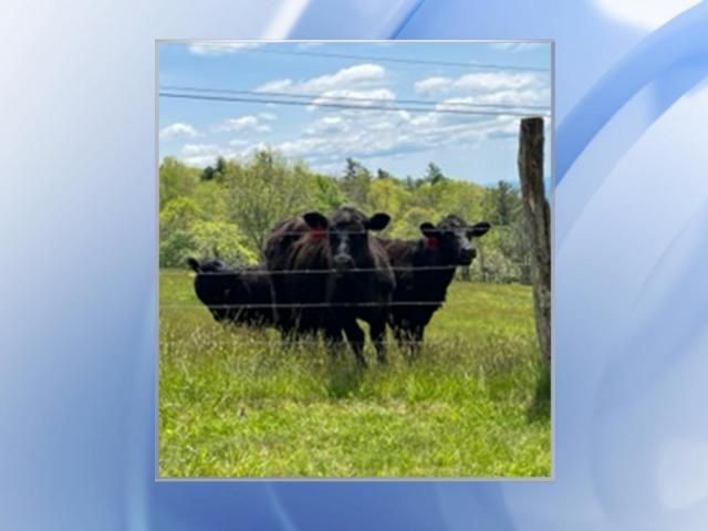 Good mooooove: Cows led police to suspect near Boone