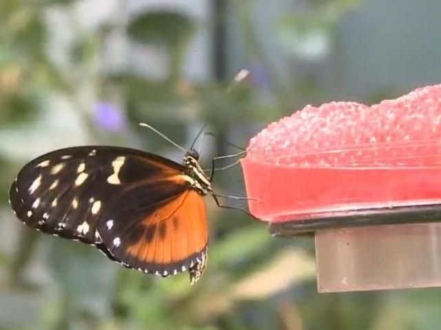 NC Museum of Natural Sciences reopens Butterfly Room on Memorial Day ...
