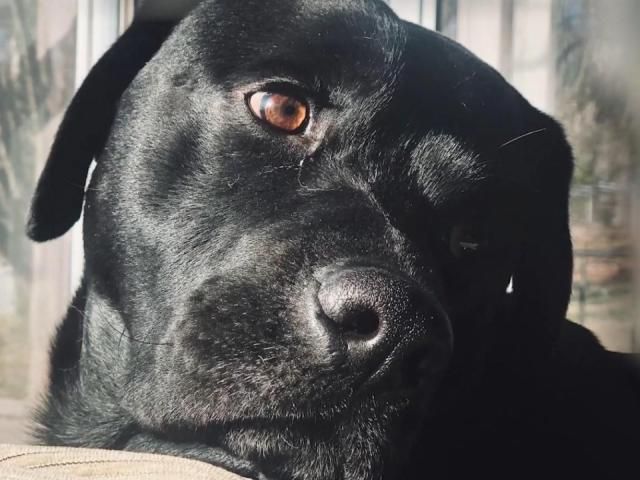 'A good dog': Owner reacts after High Point officer shot, killed black lab