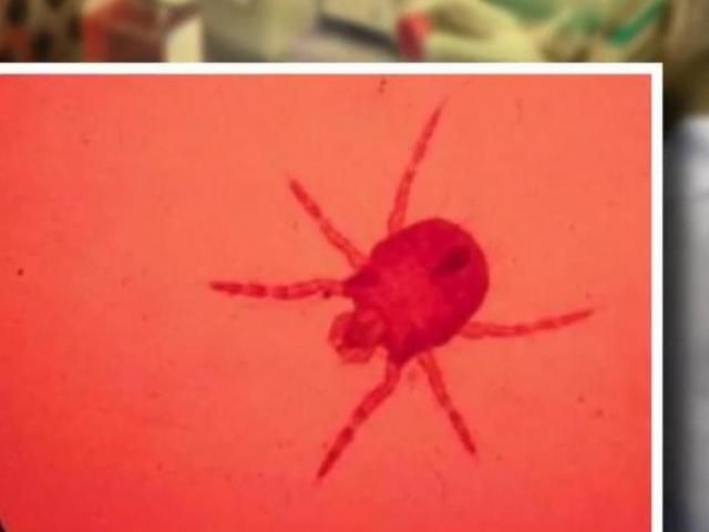 Raleigh residents are dealing with tiny, red bugs that leave ...