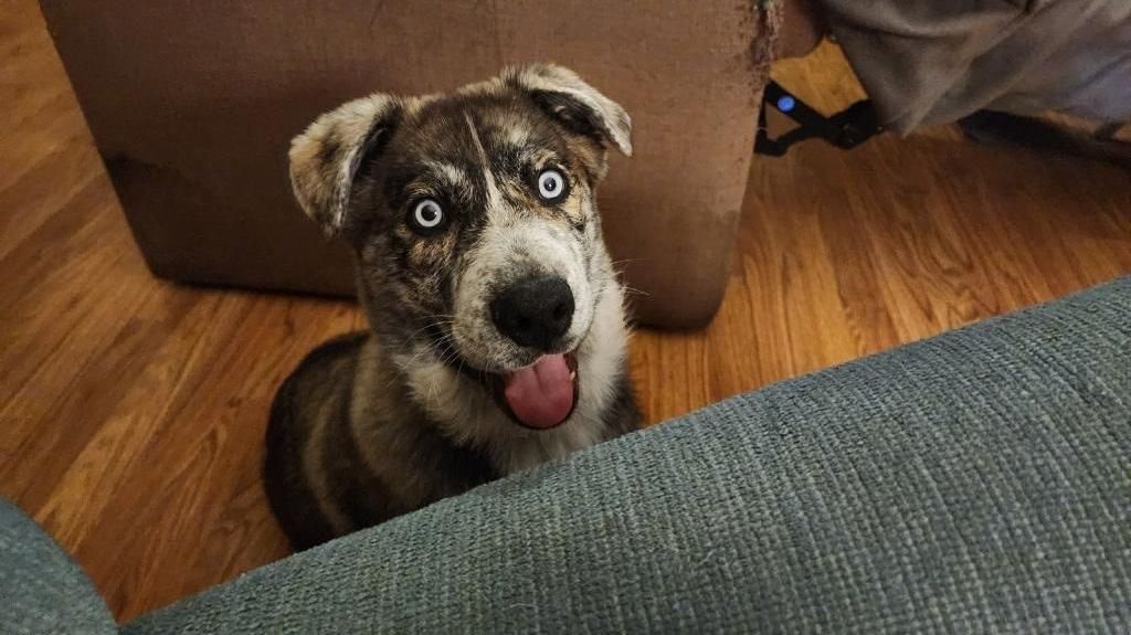 Moore County man grieving after neighbor shoots his dog, puppy for ...