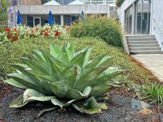 New century plant takes root in WRAL Azalea Garden