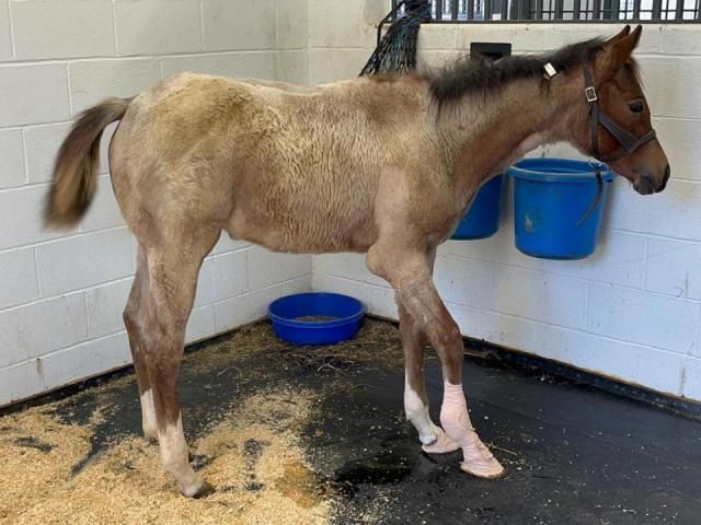 Cumberland County horse abuse scandal: Horse seized from farm dies ...