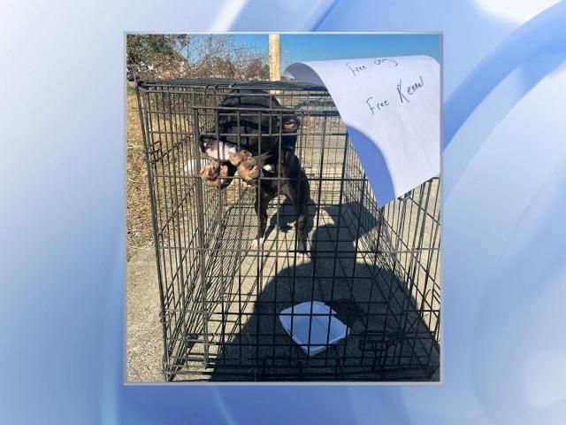 Smithfield family takes in dog found abandoned in crate at intersection