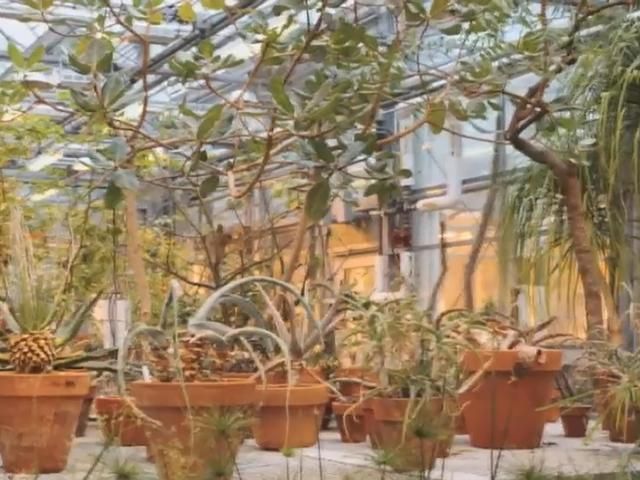 Researchers call on Duke University to reconsider its herbarium closure