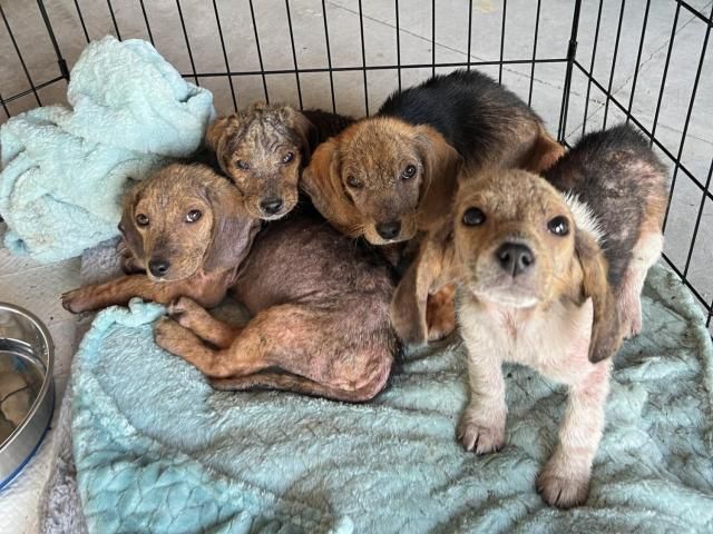 Beagle puppies found abandoned in dumpster, sore and unwell, rescued at ...