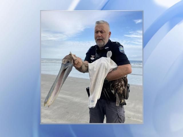 Injured pelican rescued at Sunset Beach