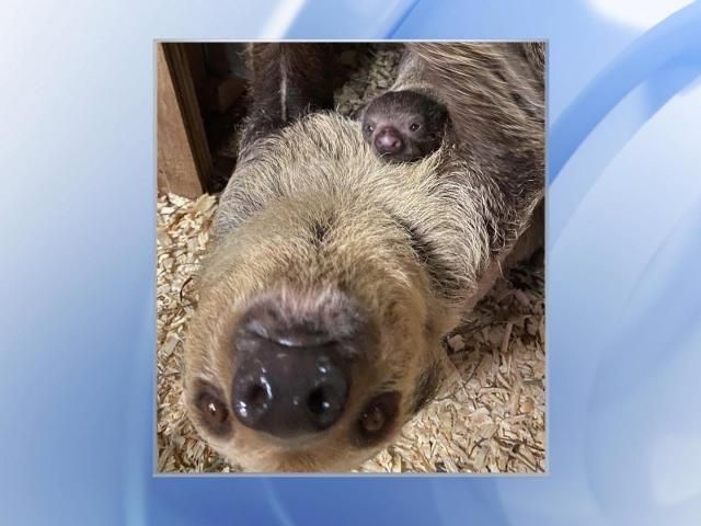 Sloth gives birth at Harnett Co. animal sanctuary