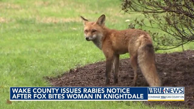Wake County issues rabies notice after fox bites woman in Knightdale