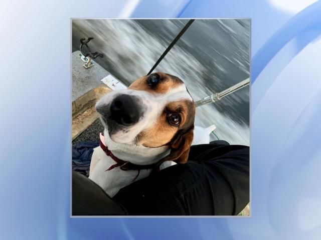 Dog, man and boat rescued early Thursday morning from Jordan Lake