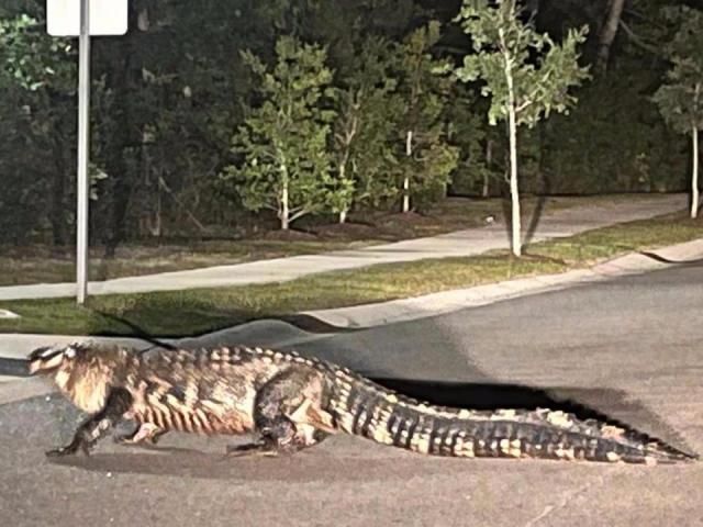 Large gator seen roaming in Surf City