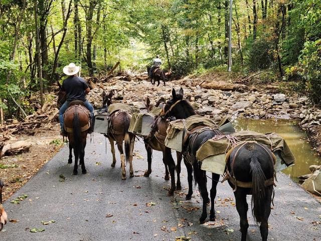 Where humans can't, mules can: How mules are saving the day by reaching ...