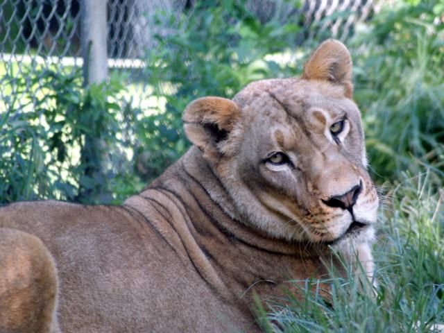 Reina the lion put down due to infection, Carolina Tiger Rescue says
