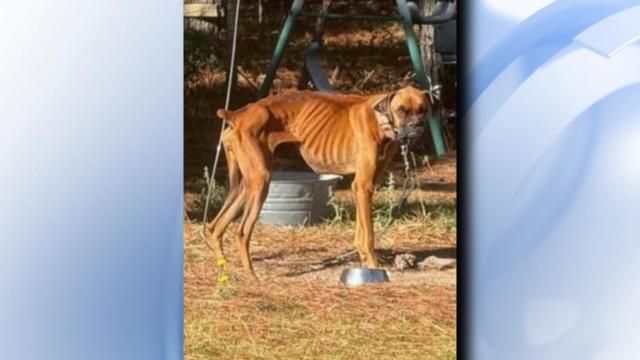 'This one's bad': Harnett Co. deputies looking into possible animal ...
