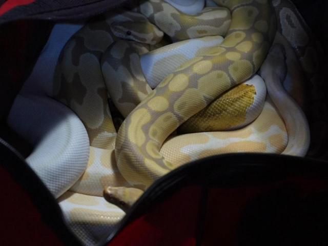 Box truck crashes into RV filled with more than two dozen snakes on I ...