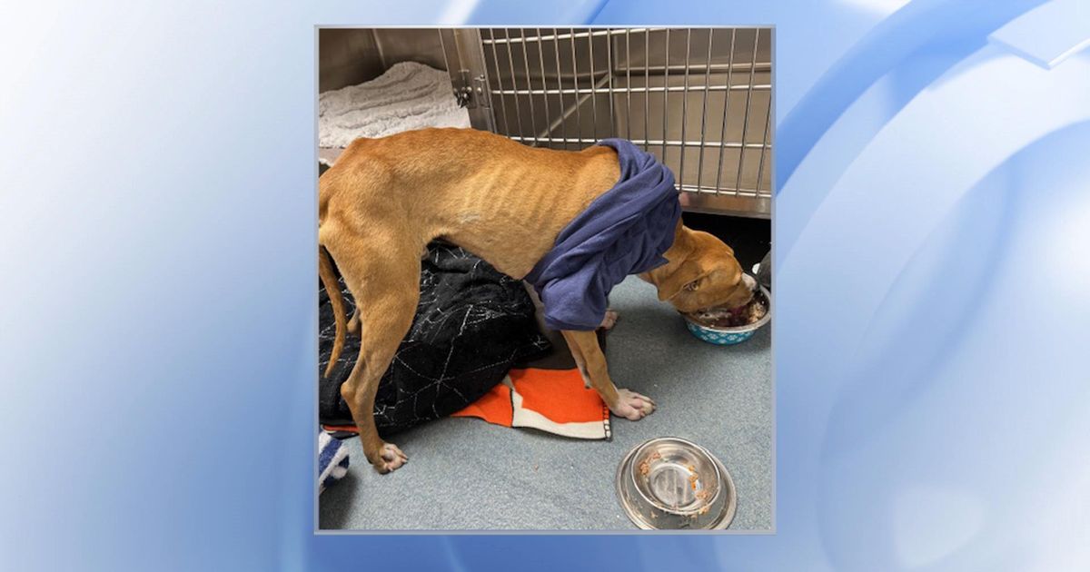 Animal welfare group concerned about dogs left outside in freezing cold ...