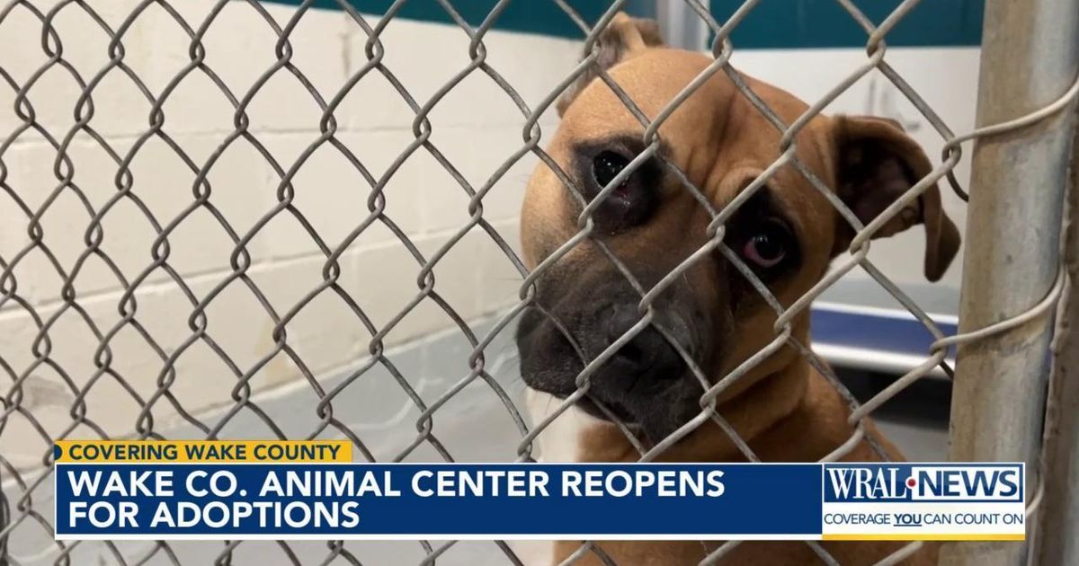 Wake County Animal Center reopens for adoptions after temporary closure ...
