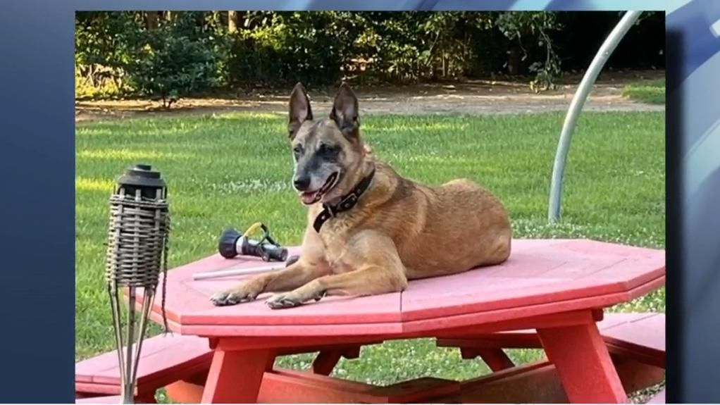 Wake deputy entered home, shot dog