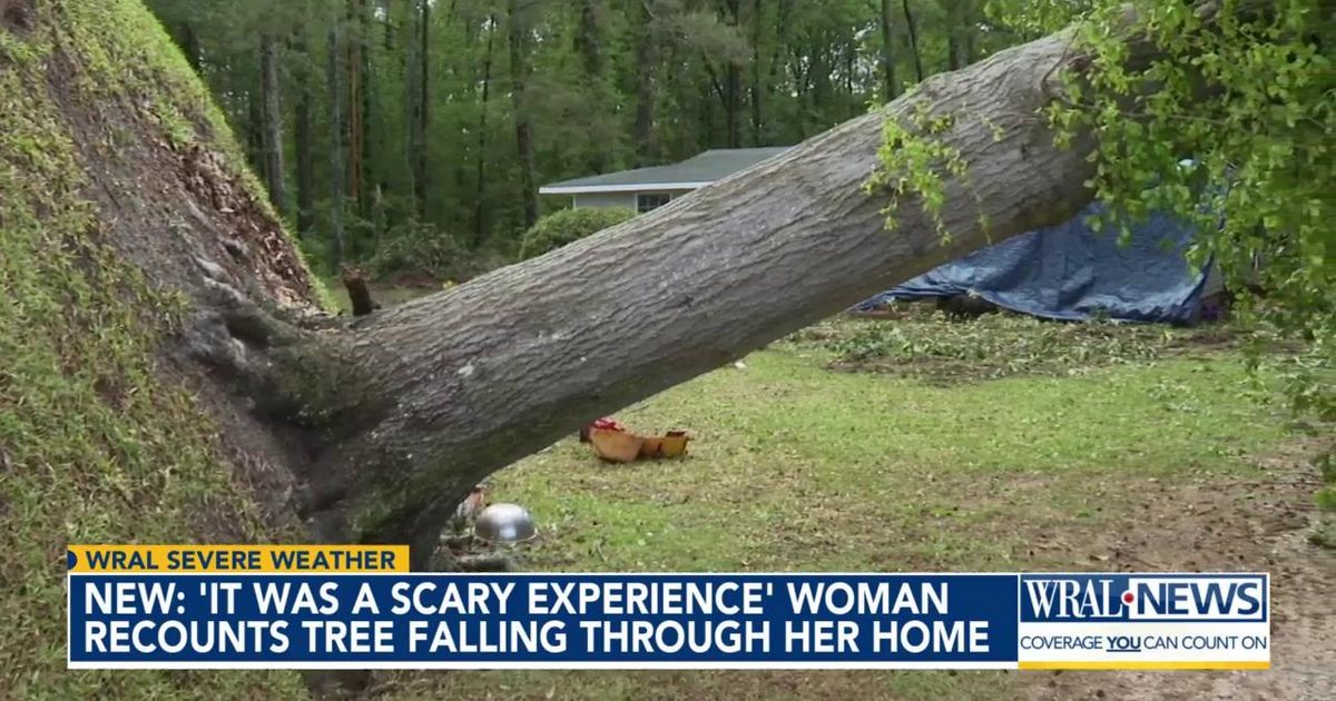 trees falling during storm