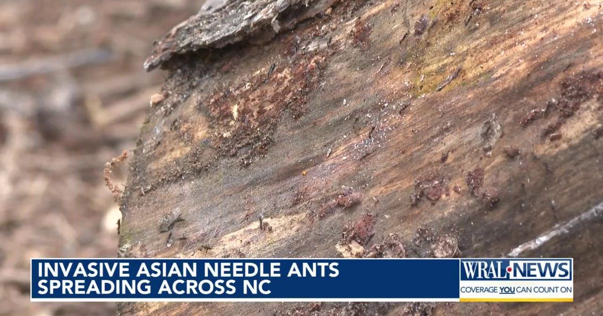 Under the mulch, under the radar: Dangerous ants invading NC ...
